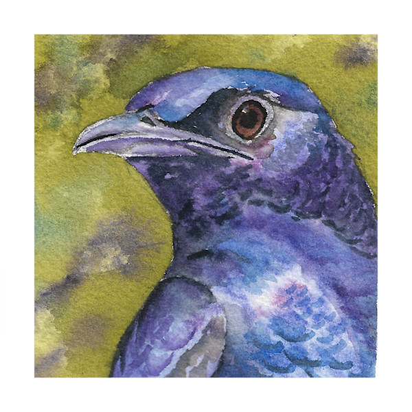 Eastern Phoebe - Oct 25, 2025 by Stacy Hilton Klutzke | Artwork Archive