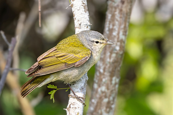 Blue-and-gold Tanager, Costa Rica by David Whited | Artwork Archive