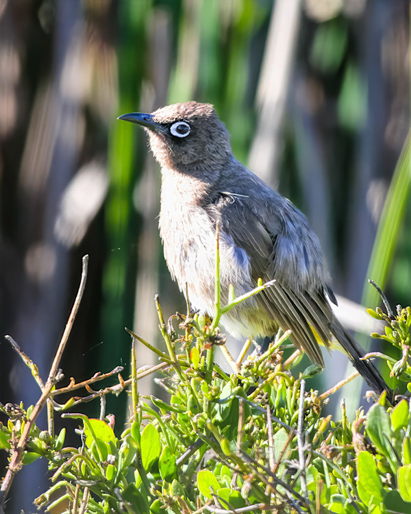 Cape Turtle Dove, South Africa by David Whited | Artwork Archive