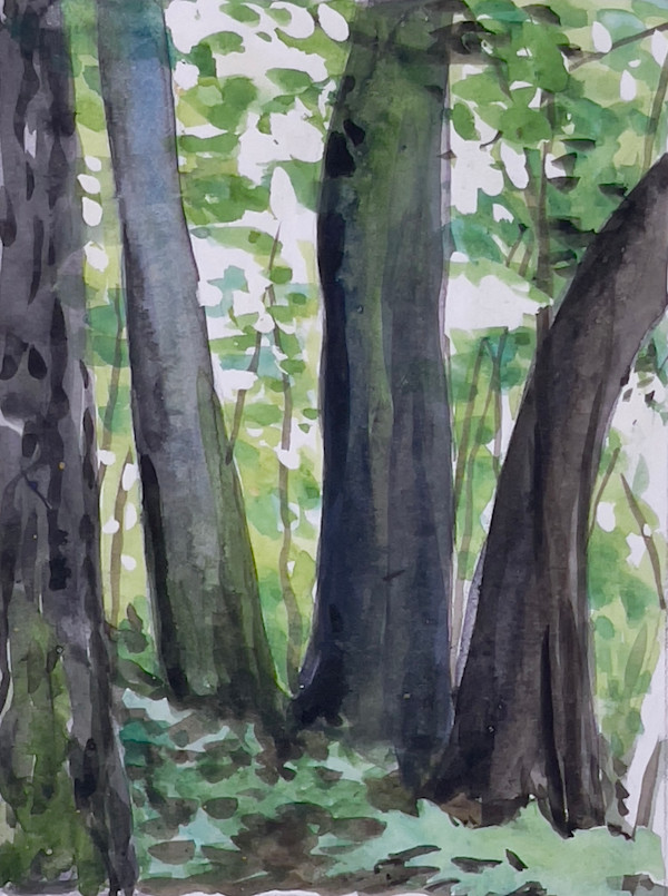 Study for Quaking Apsens, Rocky Mountain National Park by Regina Allen ...